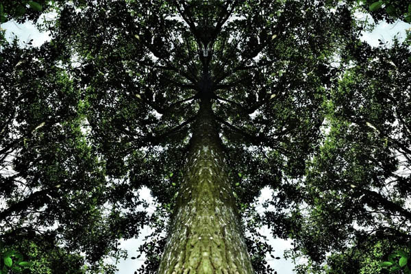 GoRiau - Pantai Wisata Raja Kecik Bengkalis Mulai Ditanami Pohon ...