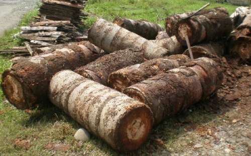 GoRiau - Repu Sagu, Rupiah di Sebalik Limbah