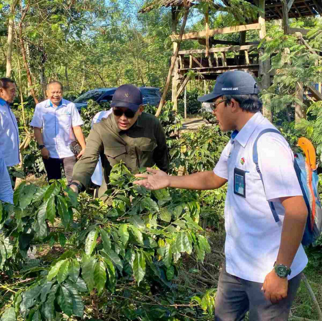 GoRiau - Sinergi PTPN V-PTPN XII Kembalikan Legenda 'Kopi Jawa'