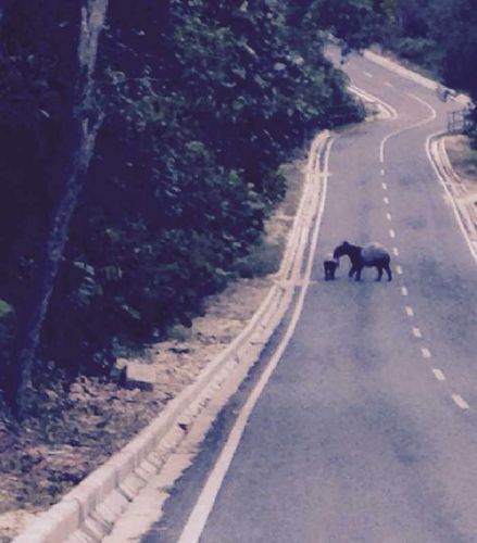 GoRiau - Bukan Hanya Gajah, Tapir Juga 'Sukai' Komplek Talang Chevron Duri