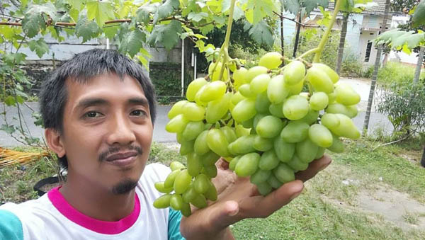 Goriau Berkat Fb Penjual Bibit Anggur Di Pekanbaru Ini Raup Omzet